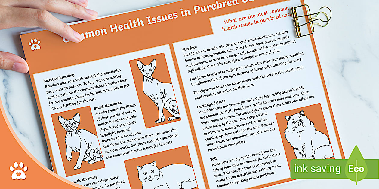 Common Health Issues in Purebred Cats - Infographic - Pets