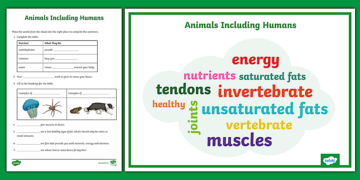 Y3 Animals Including Humans Vocabulary Cloud and Questions