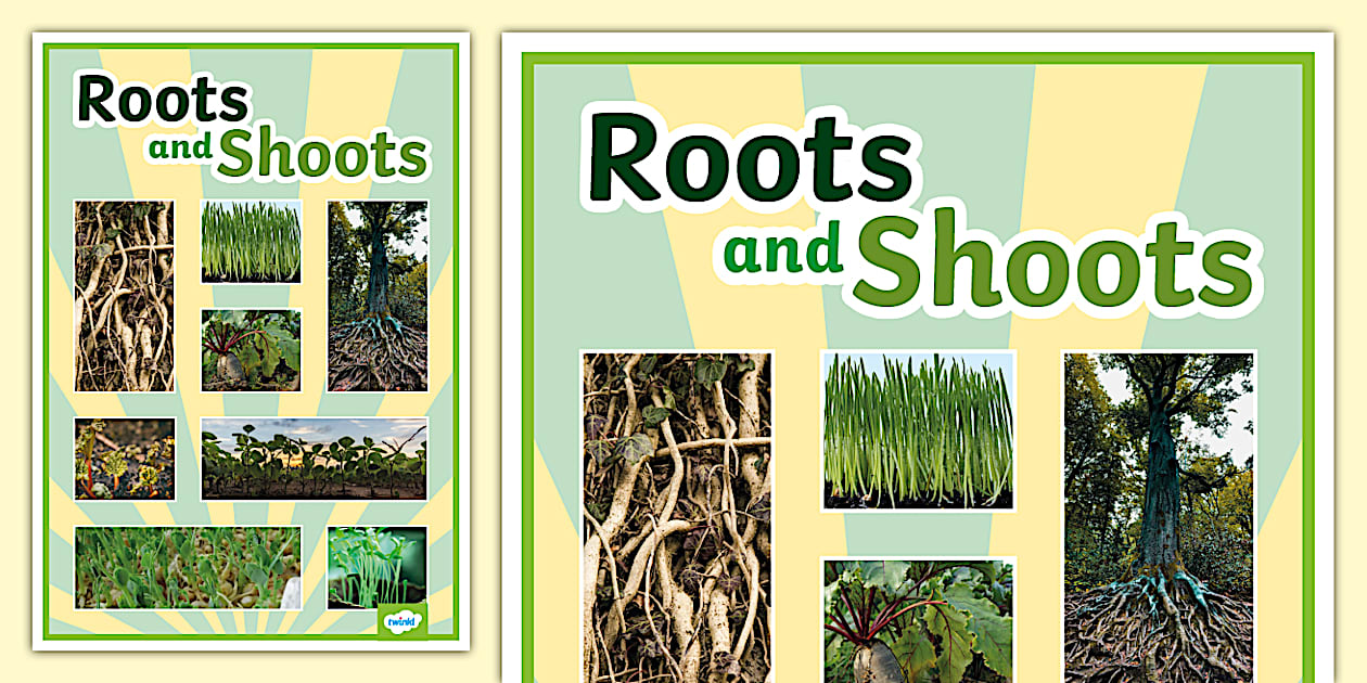 Roots and Shoots Photo Display Poster (teacher made)