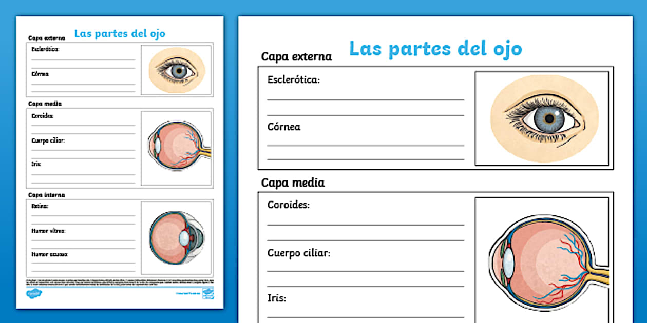 Ficha de investigación: Las partes del ojo - Twinkl