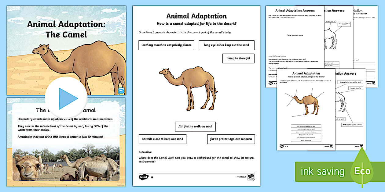 Camel Adaptation PowerPoint and Activity Pack - Twinkl