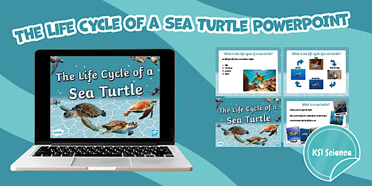 KS1 The Life Cycle of a Sea Turtle PowerPoint