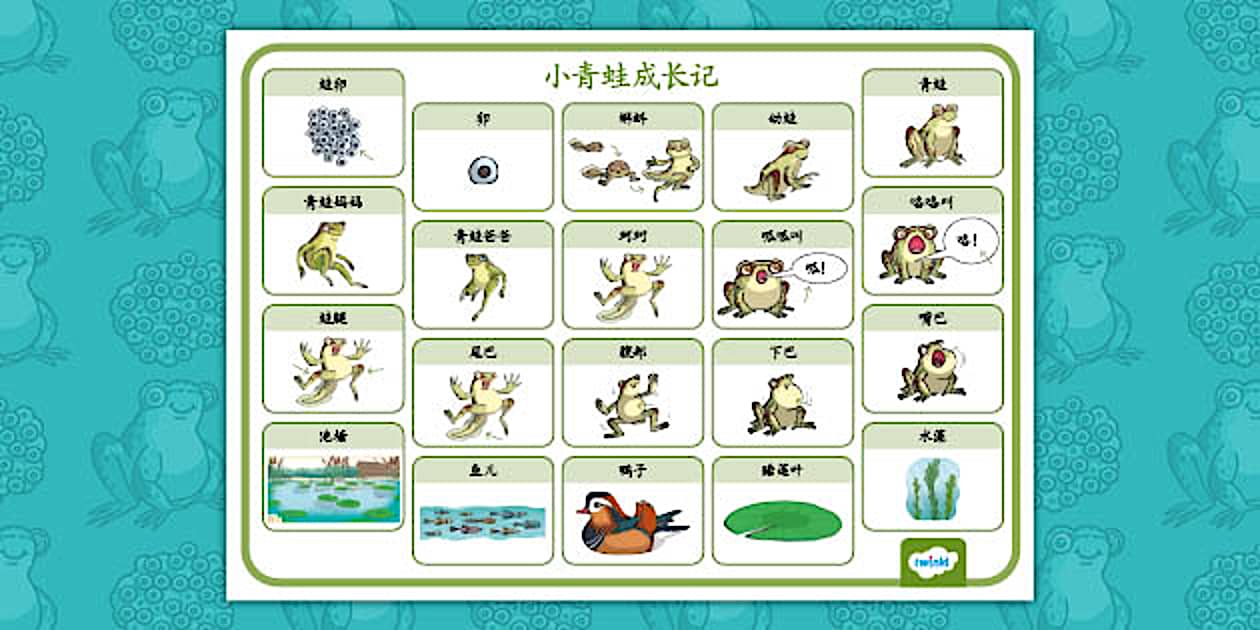 青蛙成长记 词汇毯 (Teacher-Made) - Twinkl