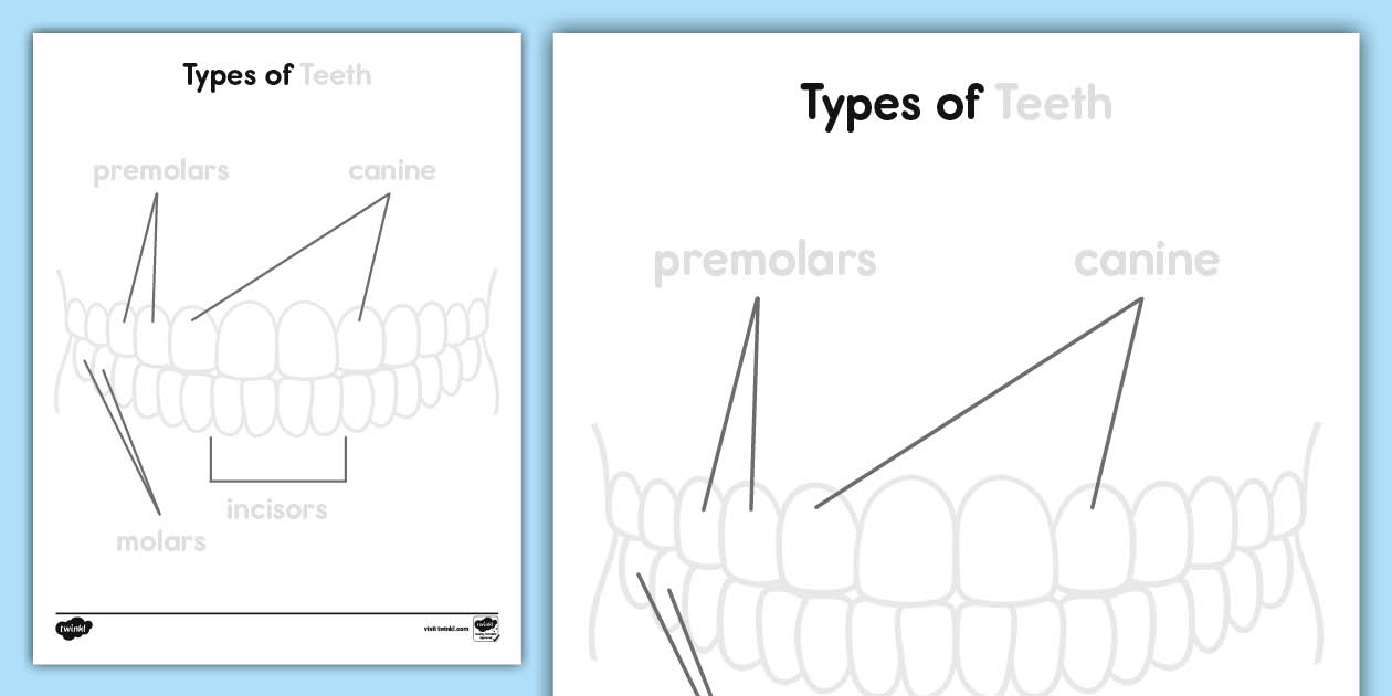 Types of Teeth Trace and Color Worksheet - Twinkl