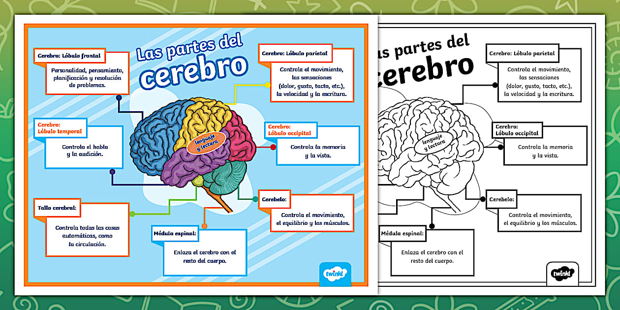 Póster: Las partes del cerebro (professor feito) - Twinkl