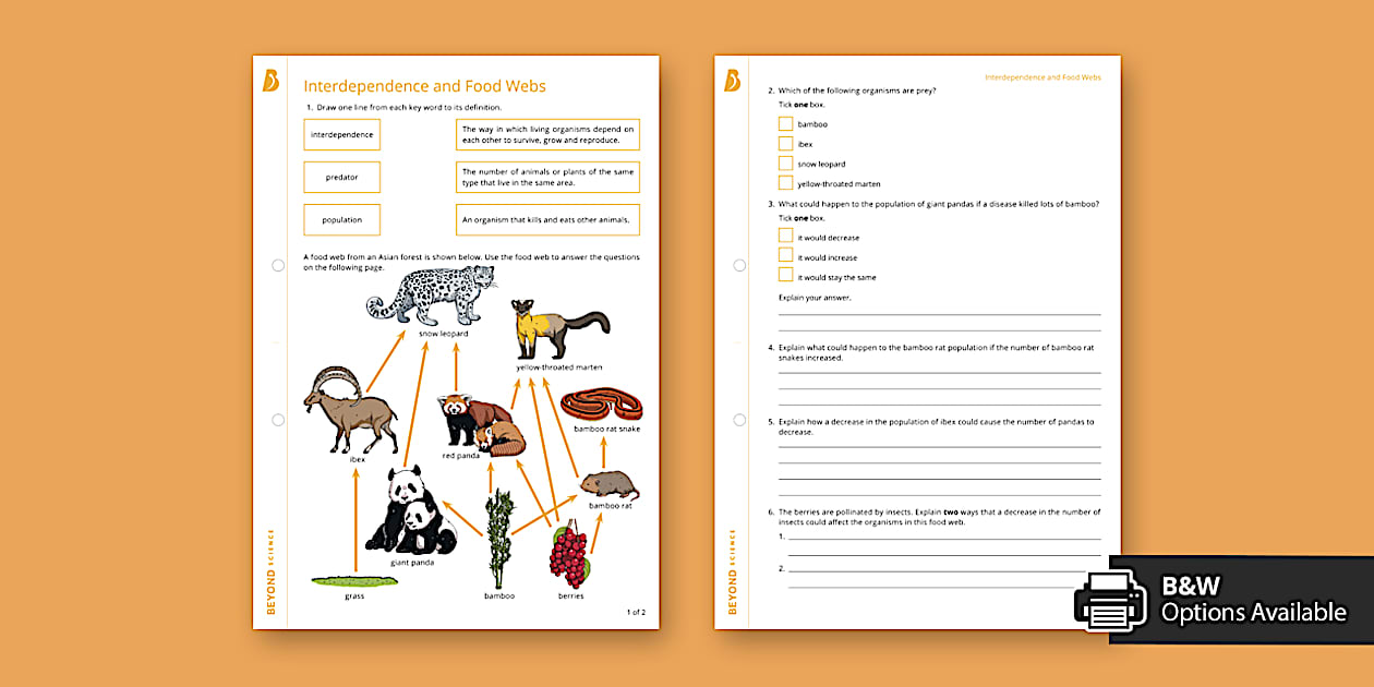 Food Chains Worksheet | Beyond Science (teacher made)