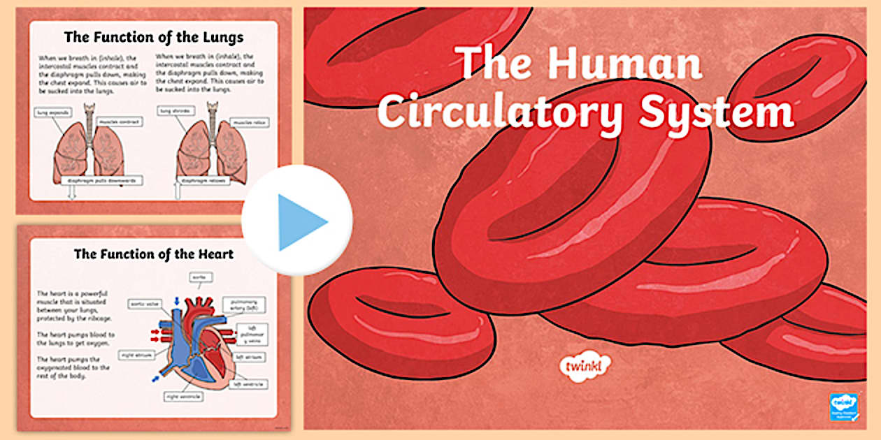 Circulatory System PowerPoint | Human Body Teaching - Twinkl