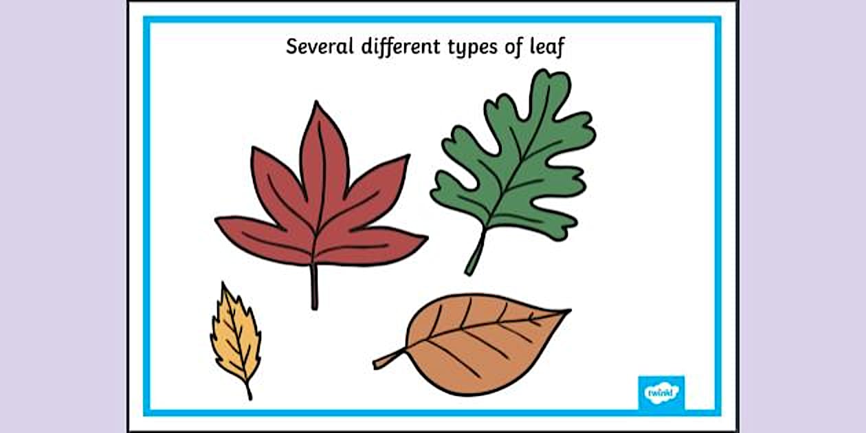 Types of Leaves Poster | Primary Resources | Display Posters