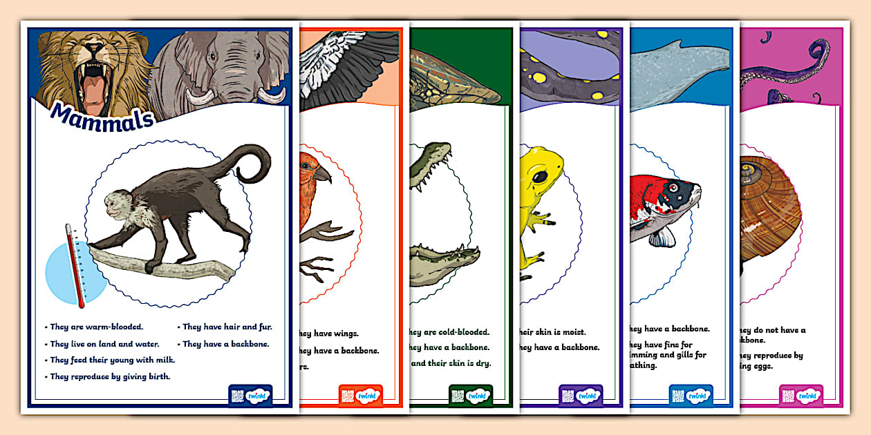 Animal Classification Poster