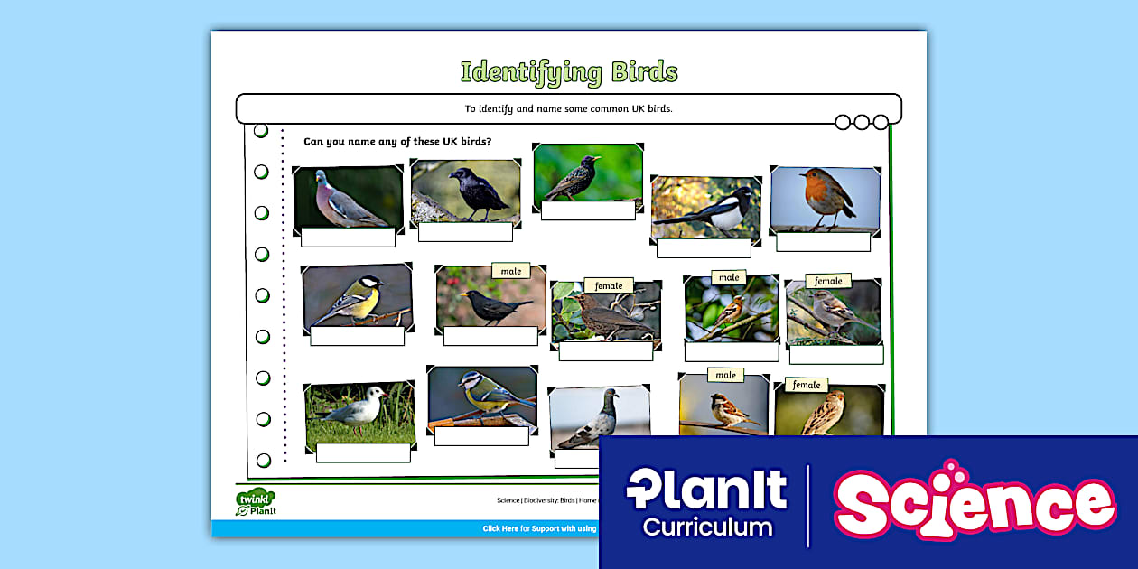 Y3 Biodiversity: Birds: Interactive PDF: Home Learning Task