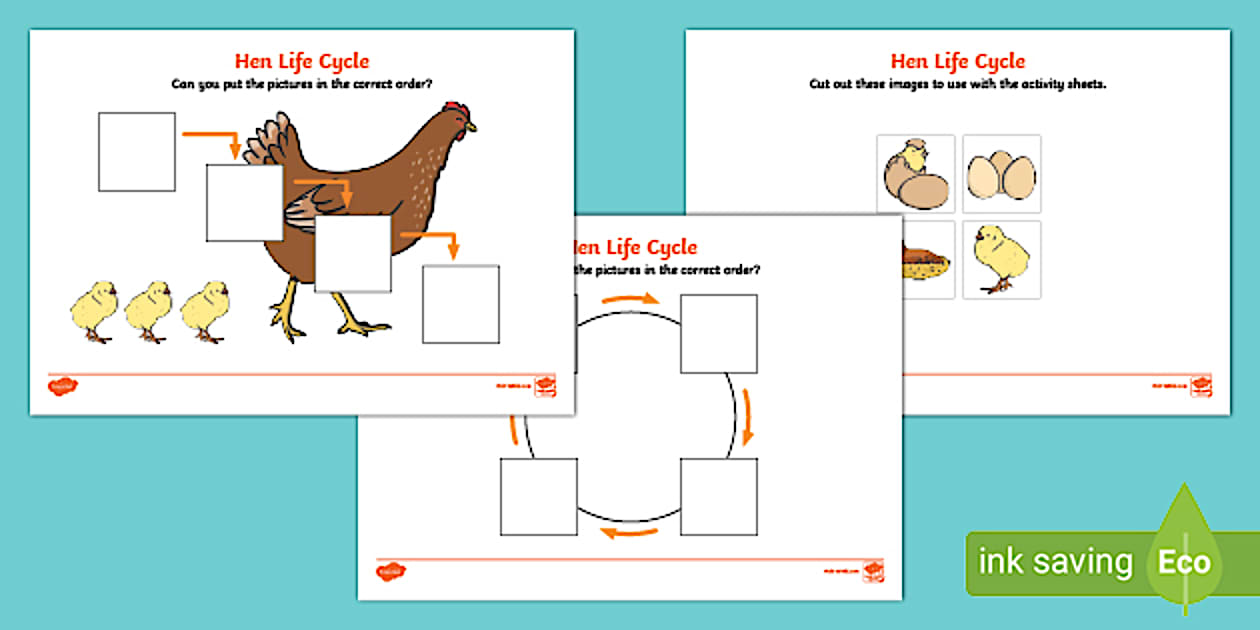 Life Cycle of a Hen Worksheets - Science Resource - Twinkl