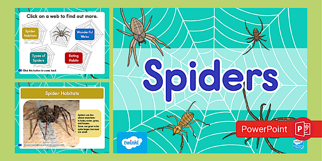 Spider Facts PowerPoint for K-2nd Grade - Twinkl
