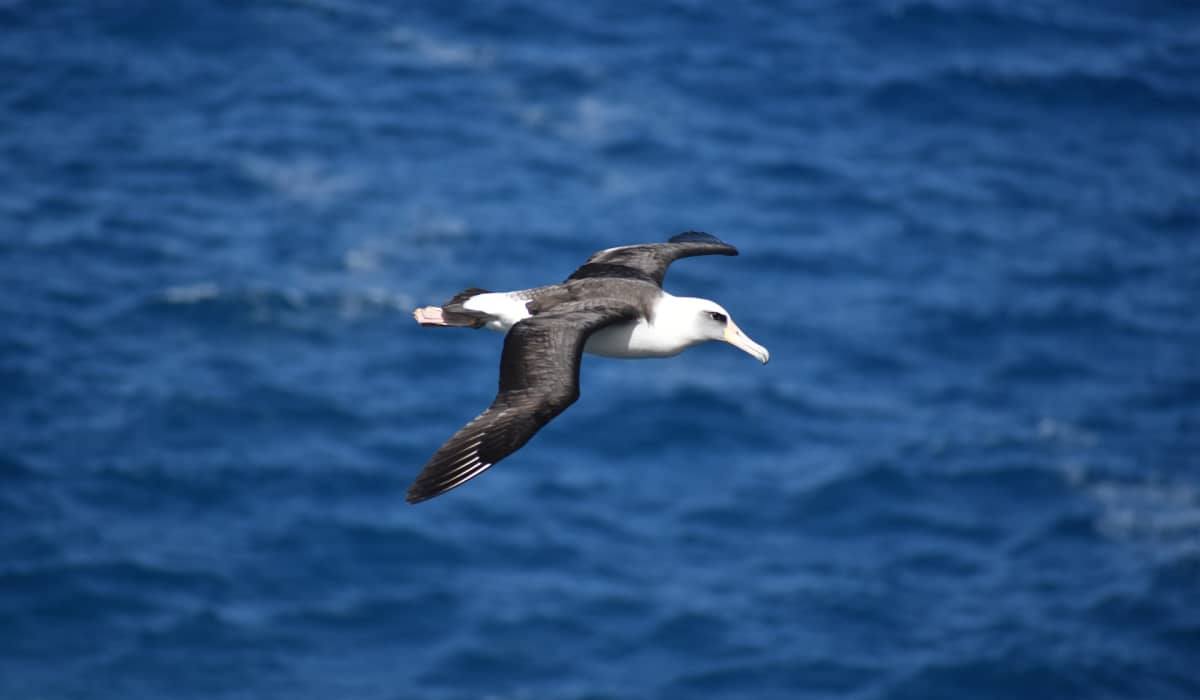 World's Oldest Bird - Twinkl NewsRoom - Twinkl