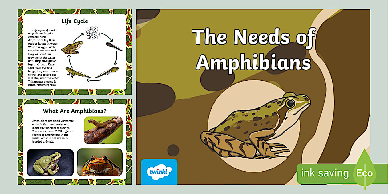 The Needs of Amphibians PowerPoint (teacher made) - Twinkl