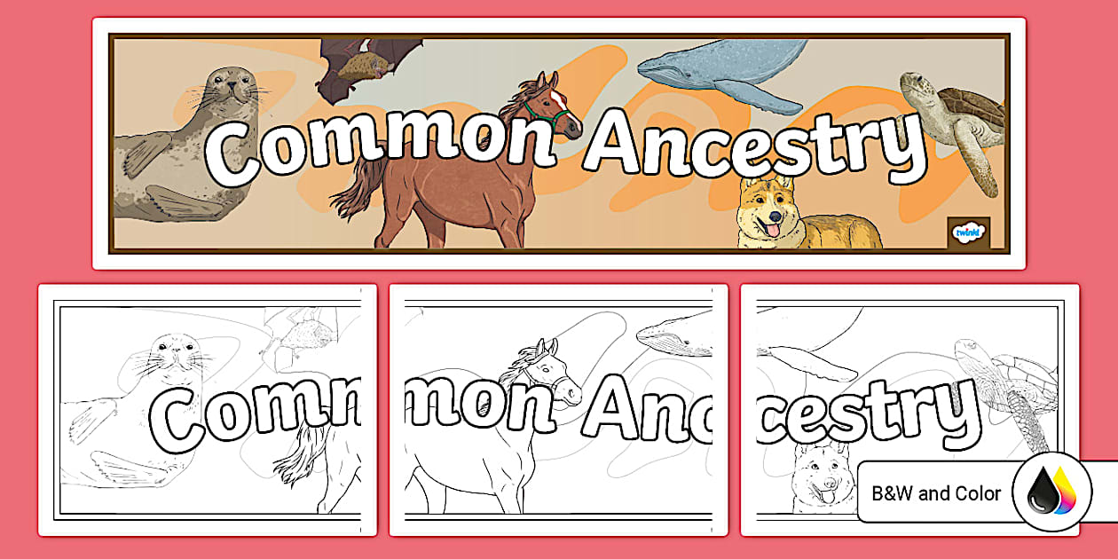 Common Ancestry/Comparative Anatomy Banner (teacher made)