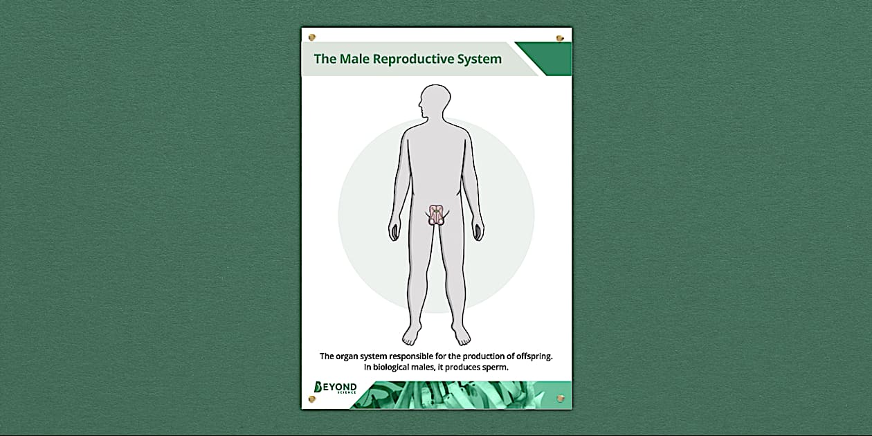 Male Reproductive System Display Poster | Science | Beyond