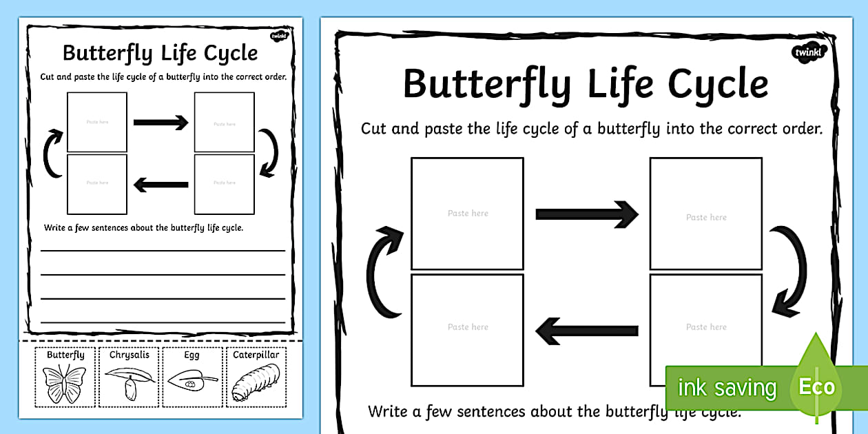 Editable Butterfly Life Cycle Sentence Writing Worksheet