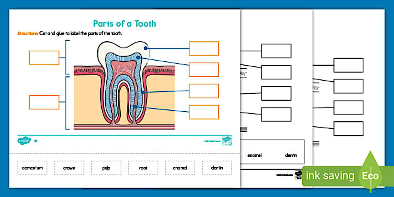 Editable Parts of a Tooth Labeling Differentiated Activity for K-2nd Grade