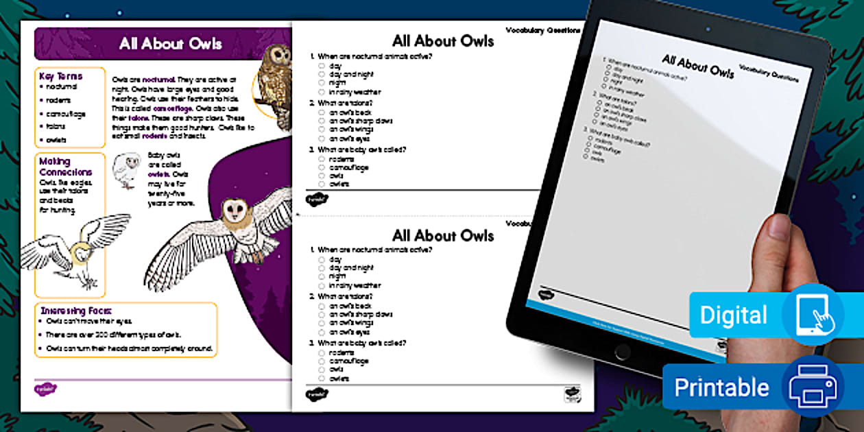 Kindergarten Owls Fact File | ELA | Twinkl USA - Twinkl