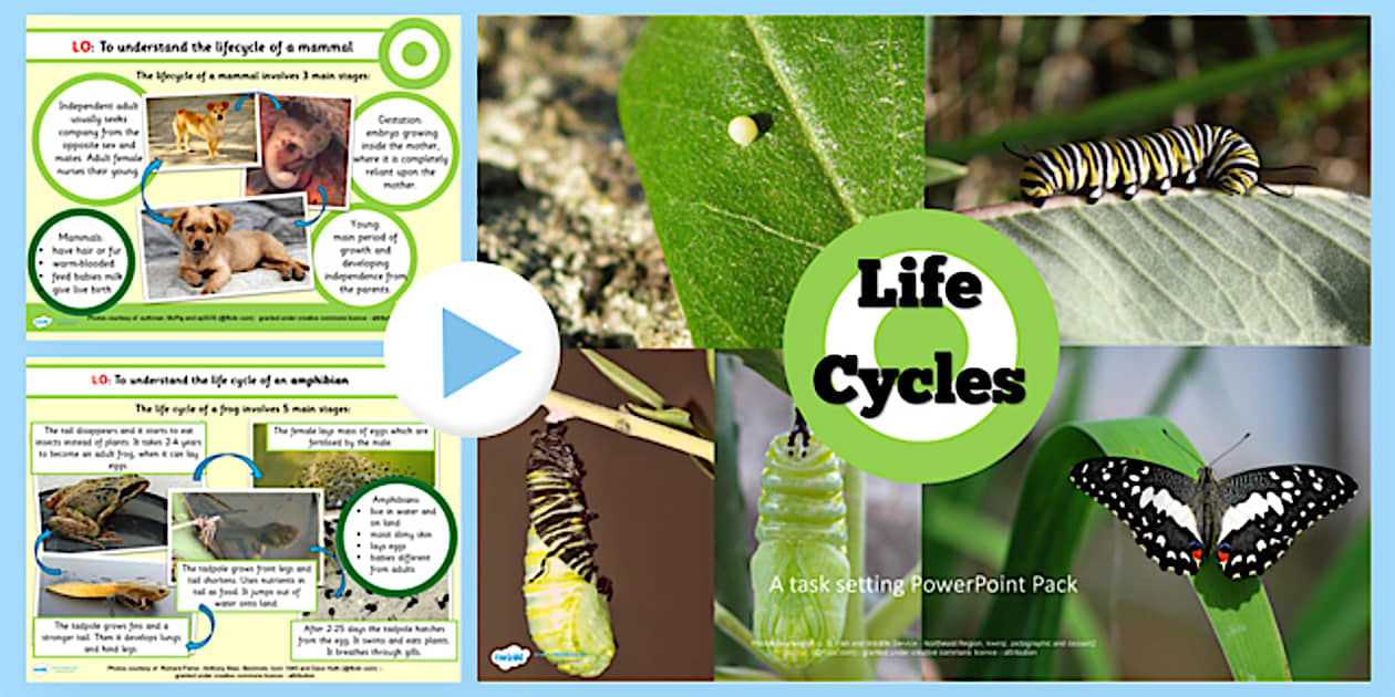 Lifecycles Lesson Teaching PowerPoint (teacher made)