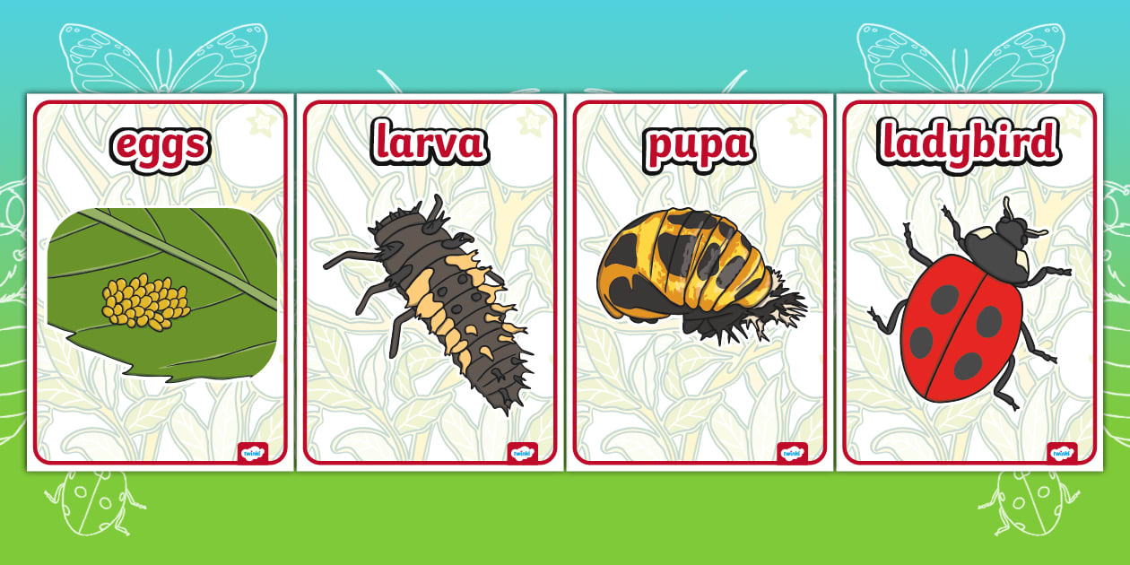 Ladybird Life Cycle Display Posters (teacher made) - Twinkl