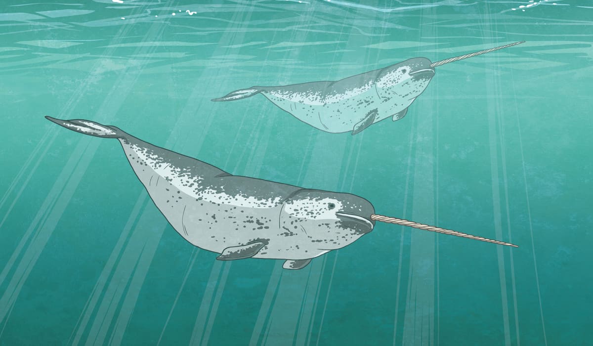 narwhal tusk function