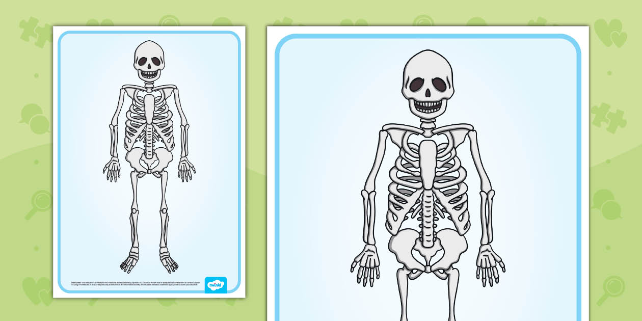 Skeleton Poster for Early Childhood (teacher made) - Twinkl