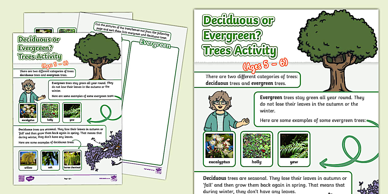 Deciduous or Evergreen? Trees Activity (teacher made)