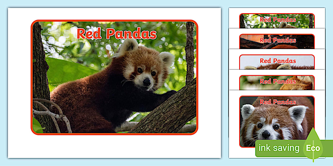 Red Pandas Photo Pack (Teacher-Made) - Twinkl