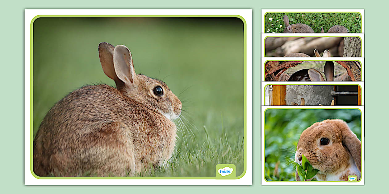 Year of the Rabbit Photos (teacher made) - Twinkl