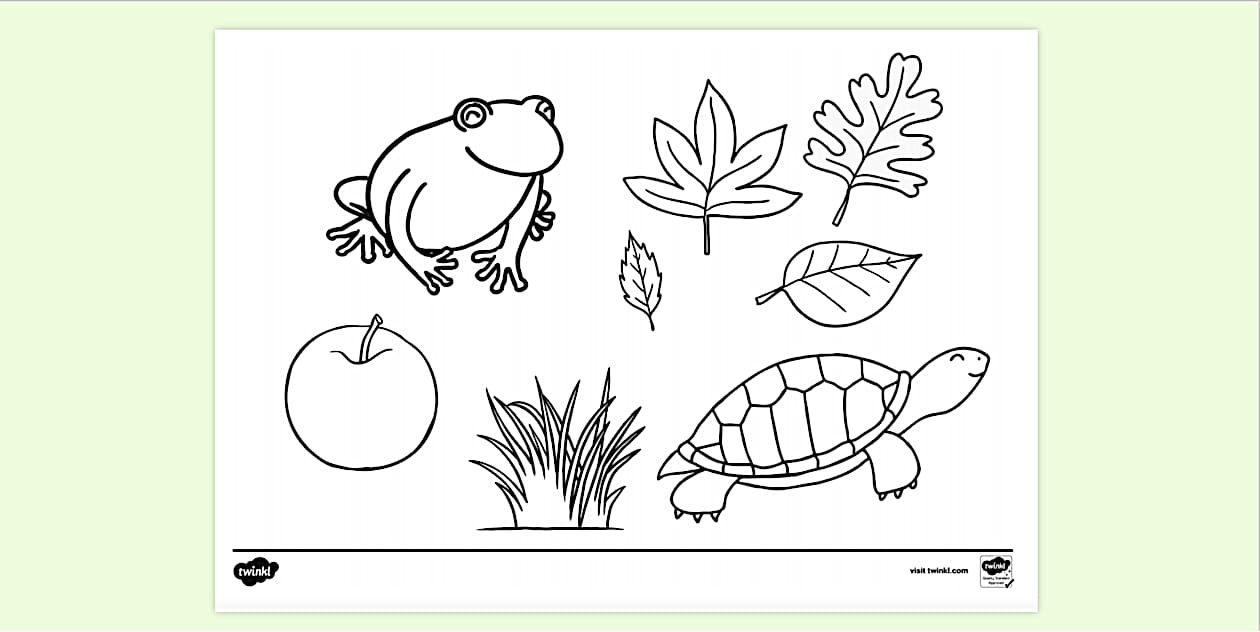 The Colour Green Colouring Page (teacher made) - Twinkl