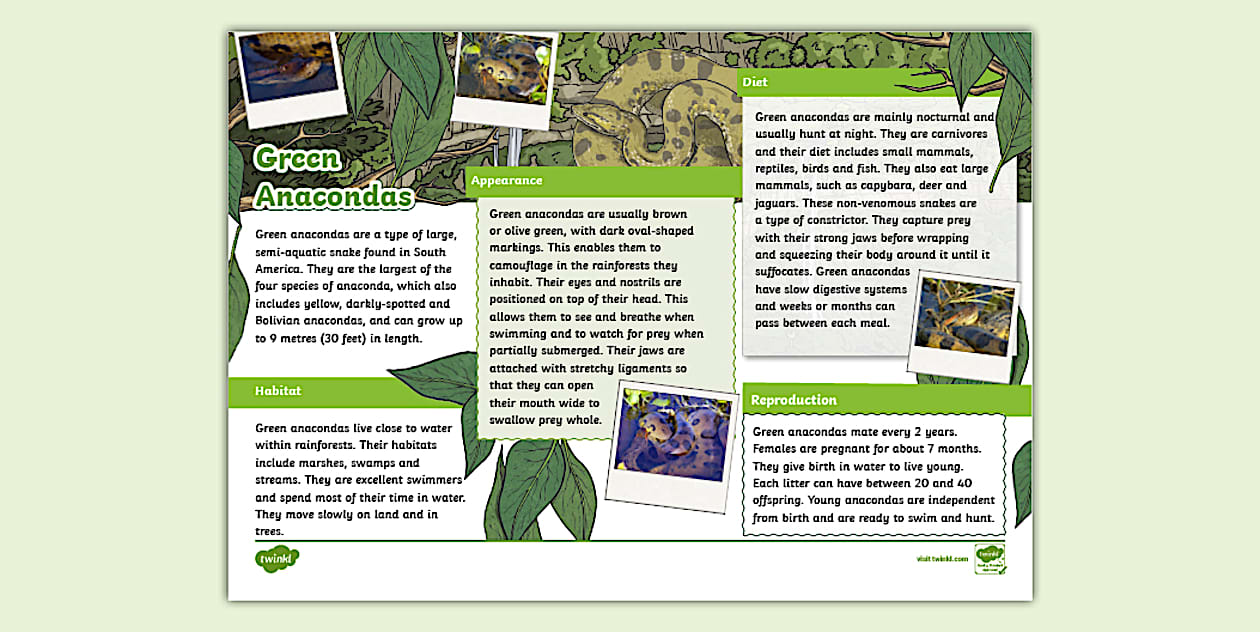 Green Anaconda Fact File - KS2 (teacher made) - Twinkl