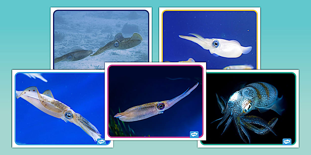 Colorful Pack of Pictures of Squids for Kids | Twinkl USA