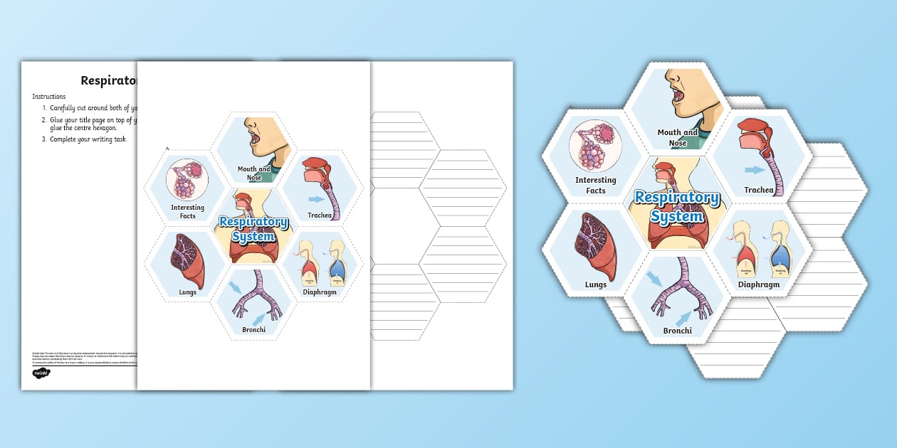 Respiratory System Hexagon Writing Template (teacher made)