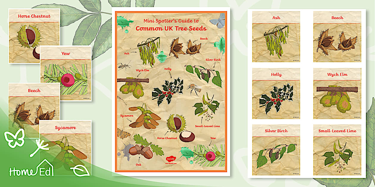 UK Tree Seeds Identification Guide - The Natural World