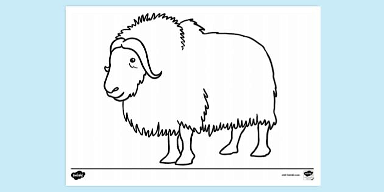 Musk Ox Colouring Sheet - Primary Resources (teacher made)