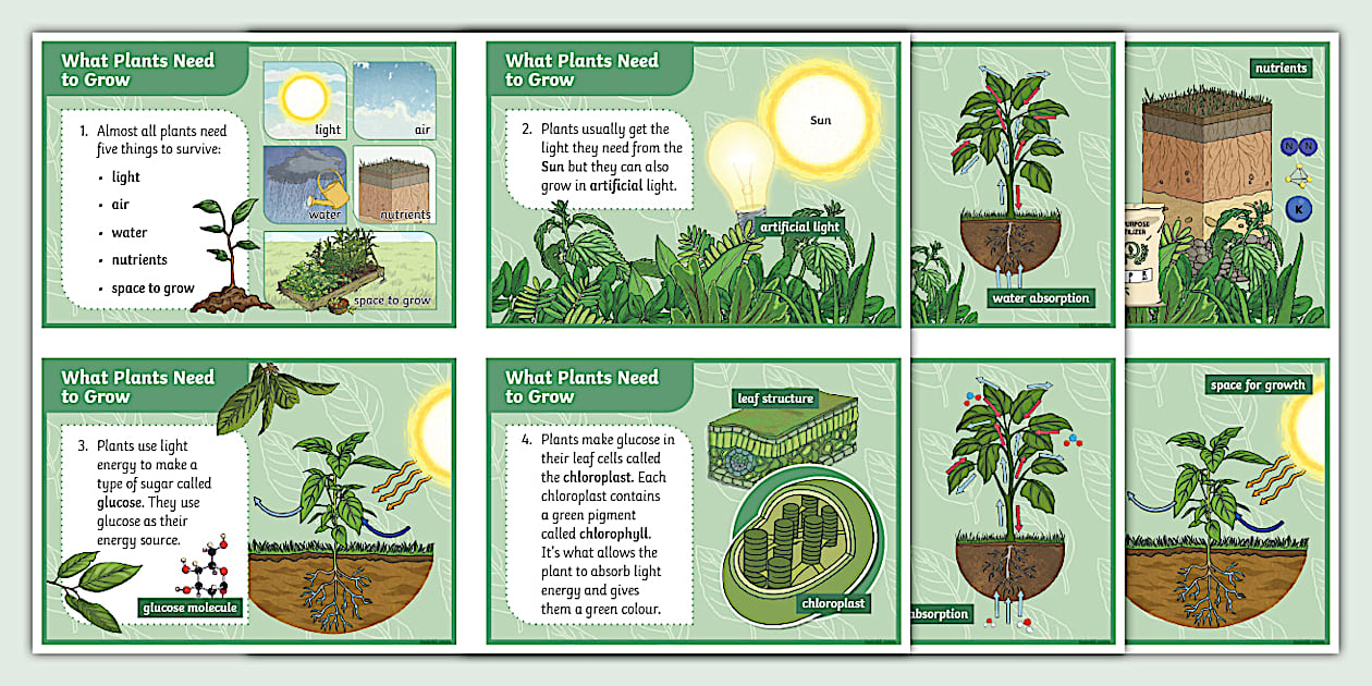 What Plants Need to Grow - Fact Cards (teacher made)