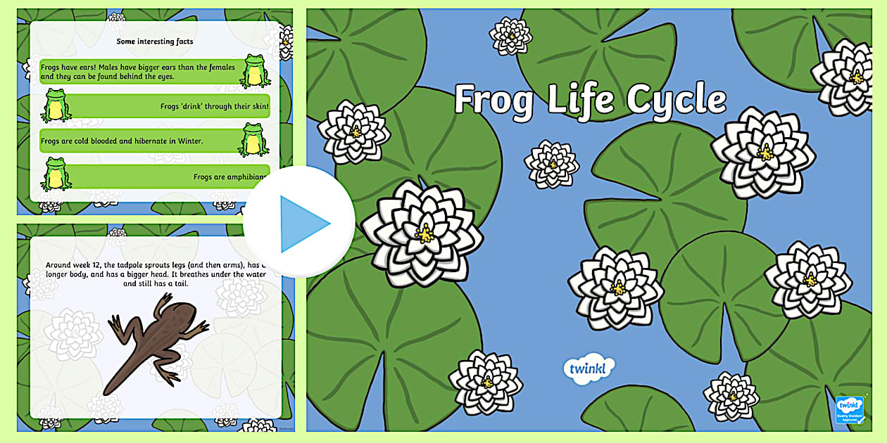 Frog Life Cycle (teacher made) - Twinkl