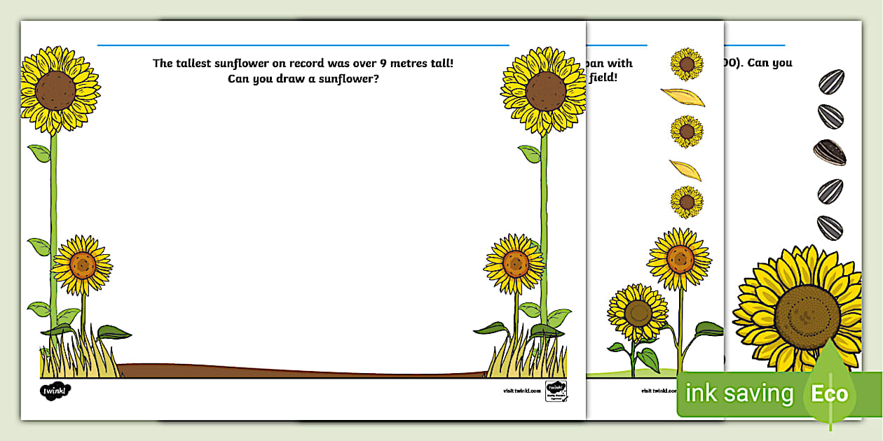 Sunflower Drawing Prompts (teacher made) - Twinkl