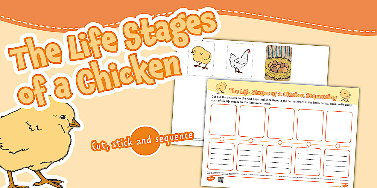 Cut and Stick: The Life Stages of a Chicken Sequencing