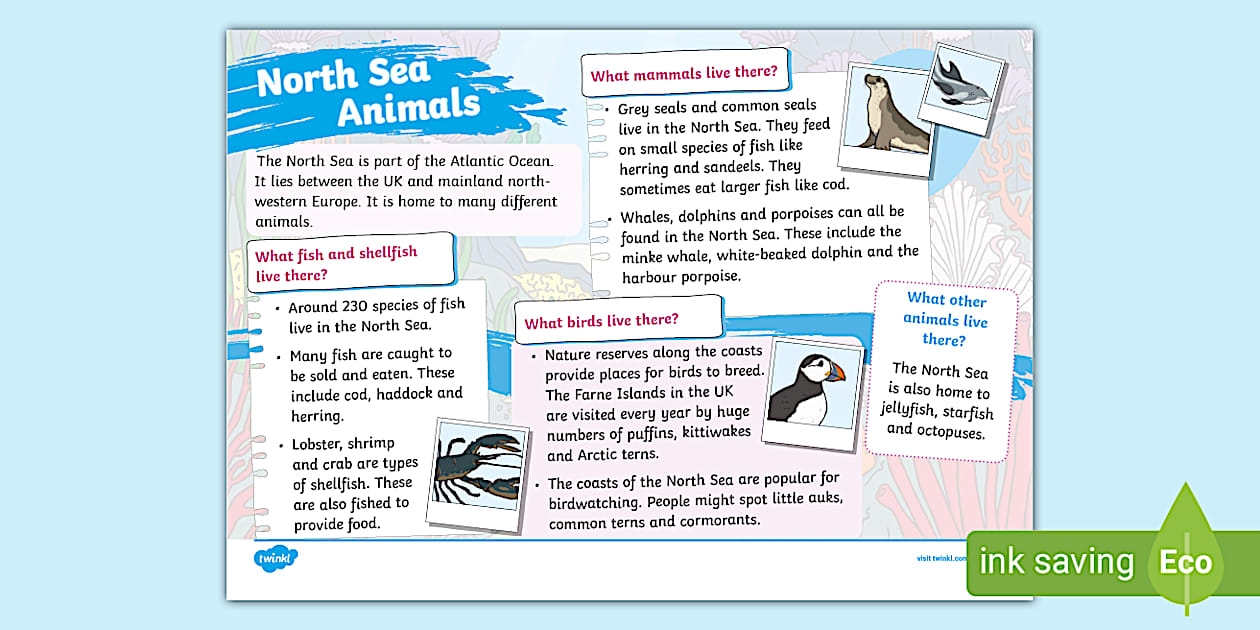 North Sea Animals Fact File (teacher made) - Twinkl