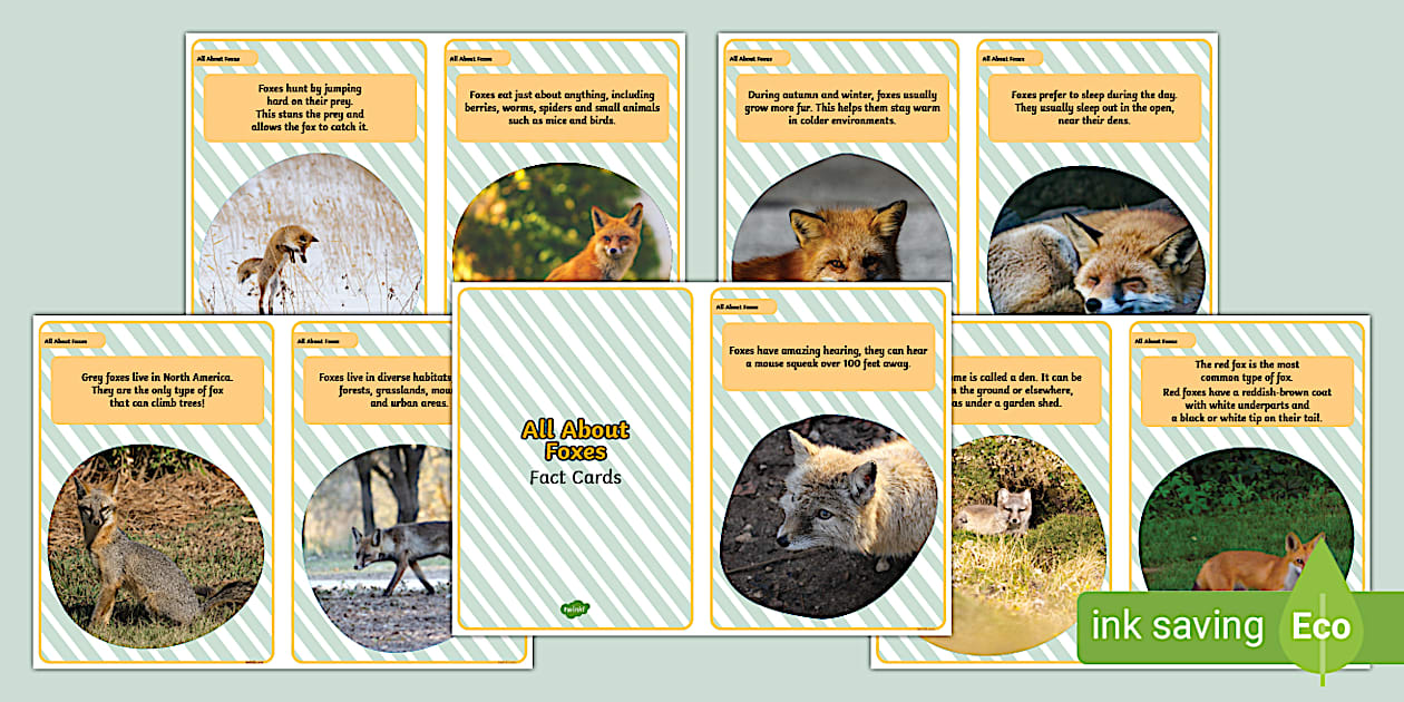 All About Foxes Fact Cards (teacher made) - Twinkl