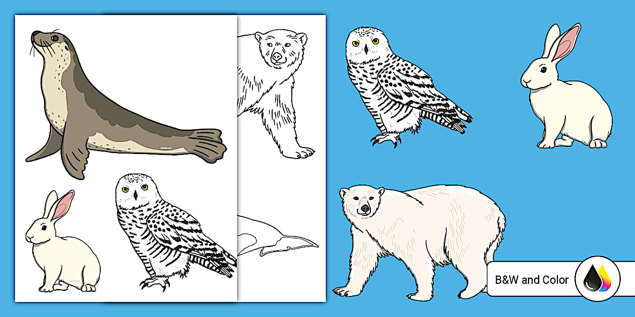 Arctic Animal Cutouts (Teacher-Made) - Twinkl