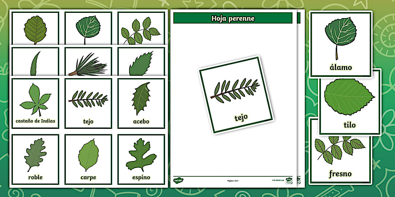 Ficha de actividad: Clasificar árboles de hoja caduca y de hoja perenne