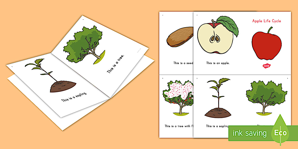 Apple Life Cycle Emergent Reader - Twinkl