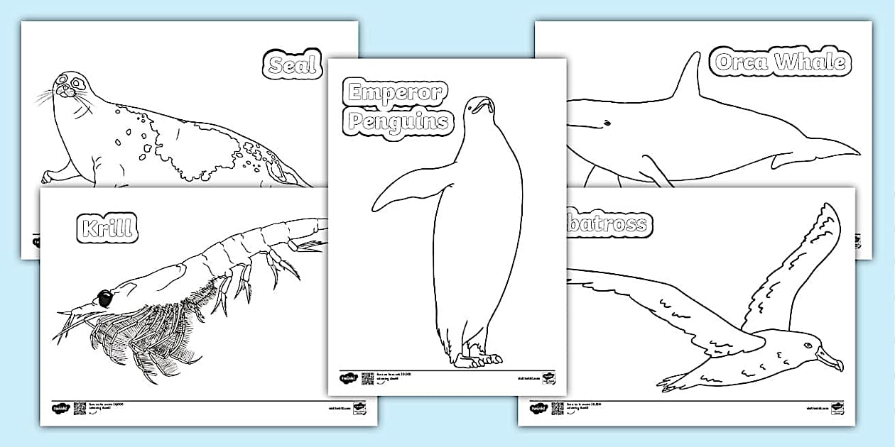 Antarctic Animals Colouring Pages (teacher made) - Twinkl