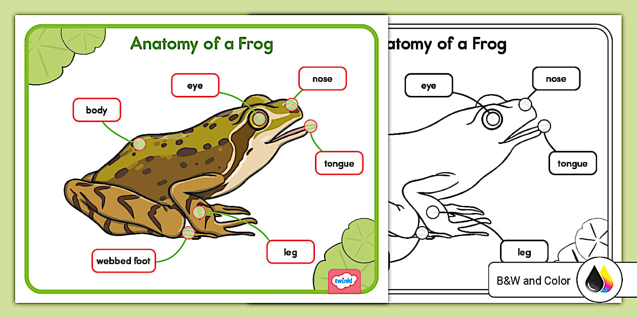 Anatomy of a Frog Poster (teacher made) - Twinkl