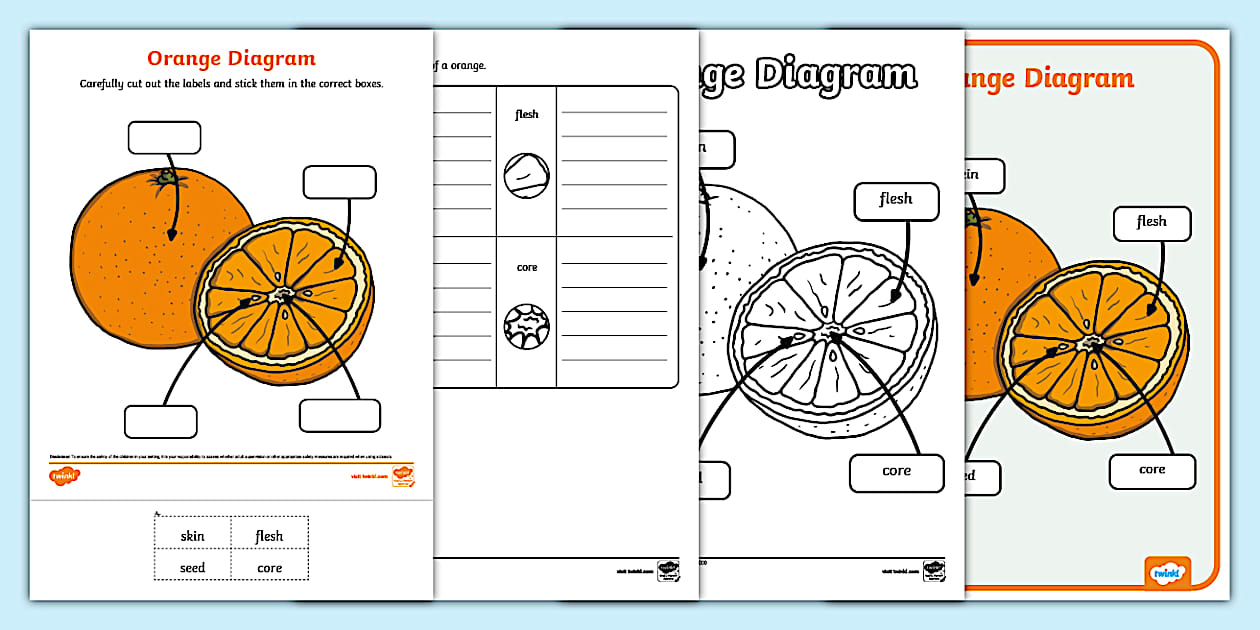 Orange Diagram Activity Pack (teacher made) - Twinkl
