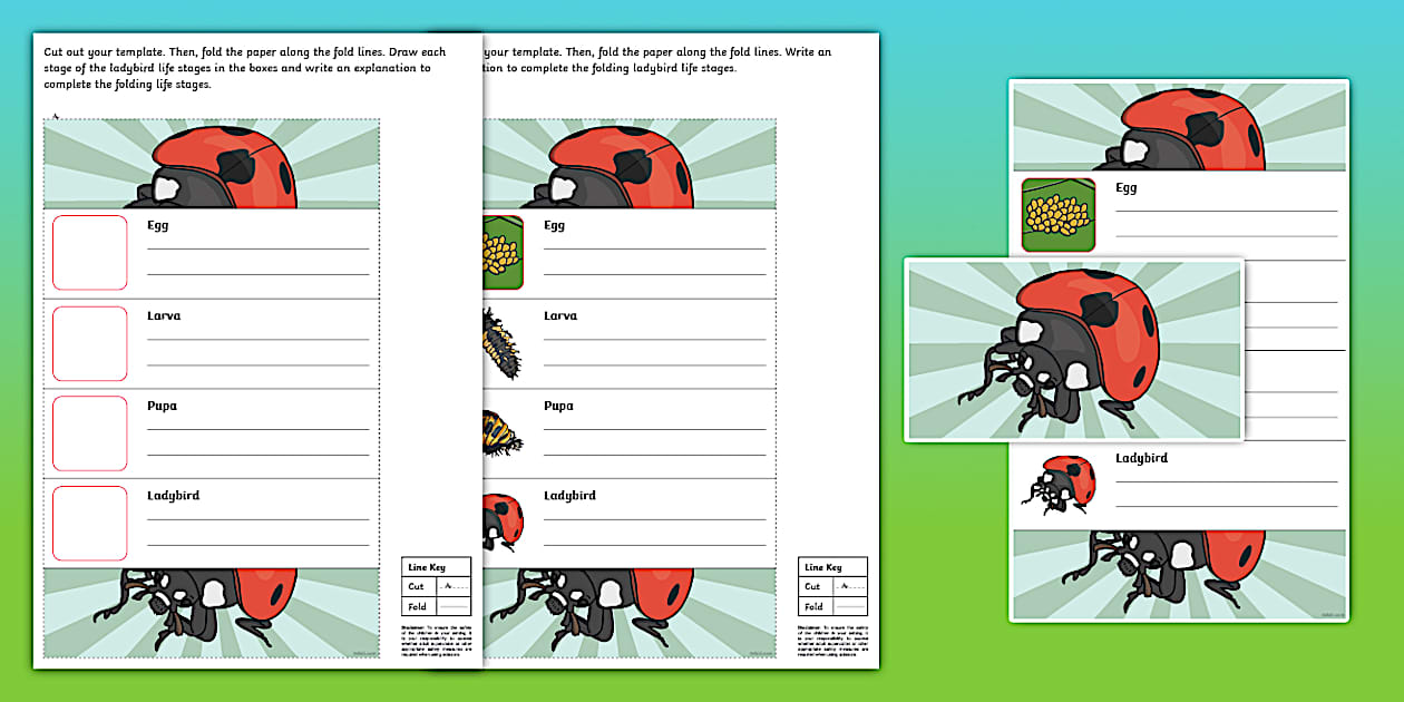Ladybird Folding Life Stages Template (teacher made)