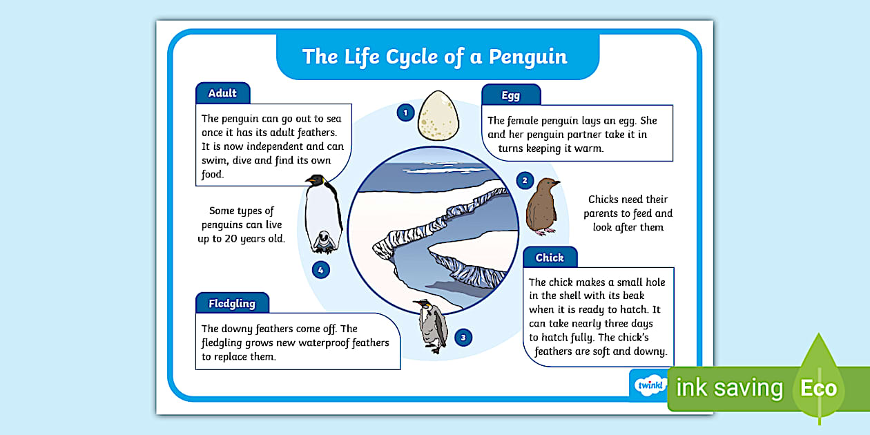 The Life Cycle of a Penguin Information Poster - Twinkl